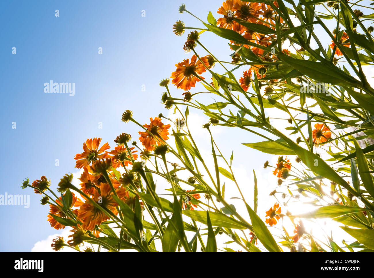 Bright orange helenium flowers above blue sky Stock Photo - Alamy