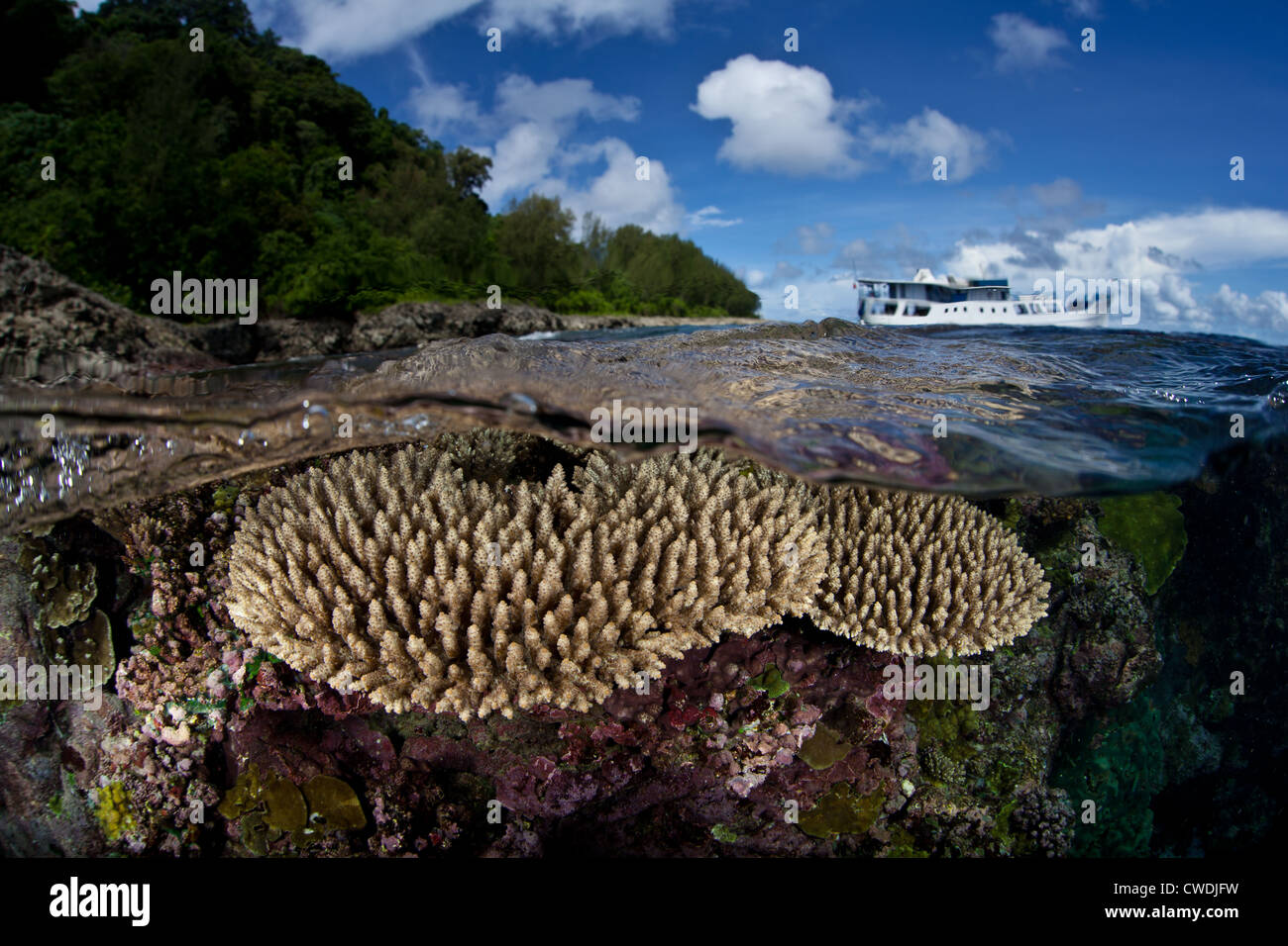 Small table corals, Acropora sp., grow on a shallow fringing reef ...