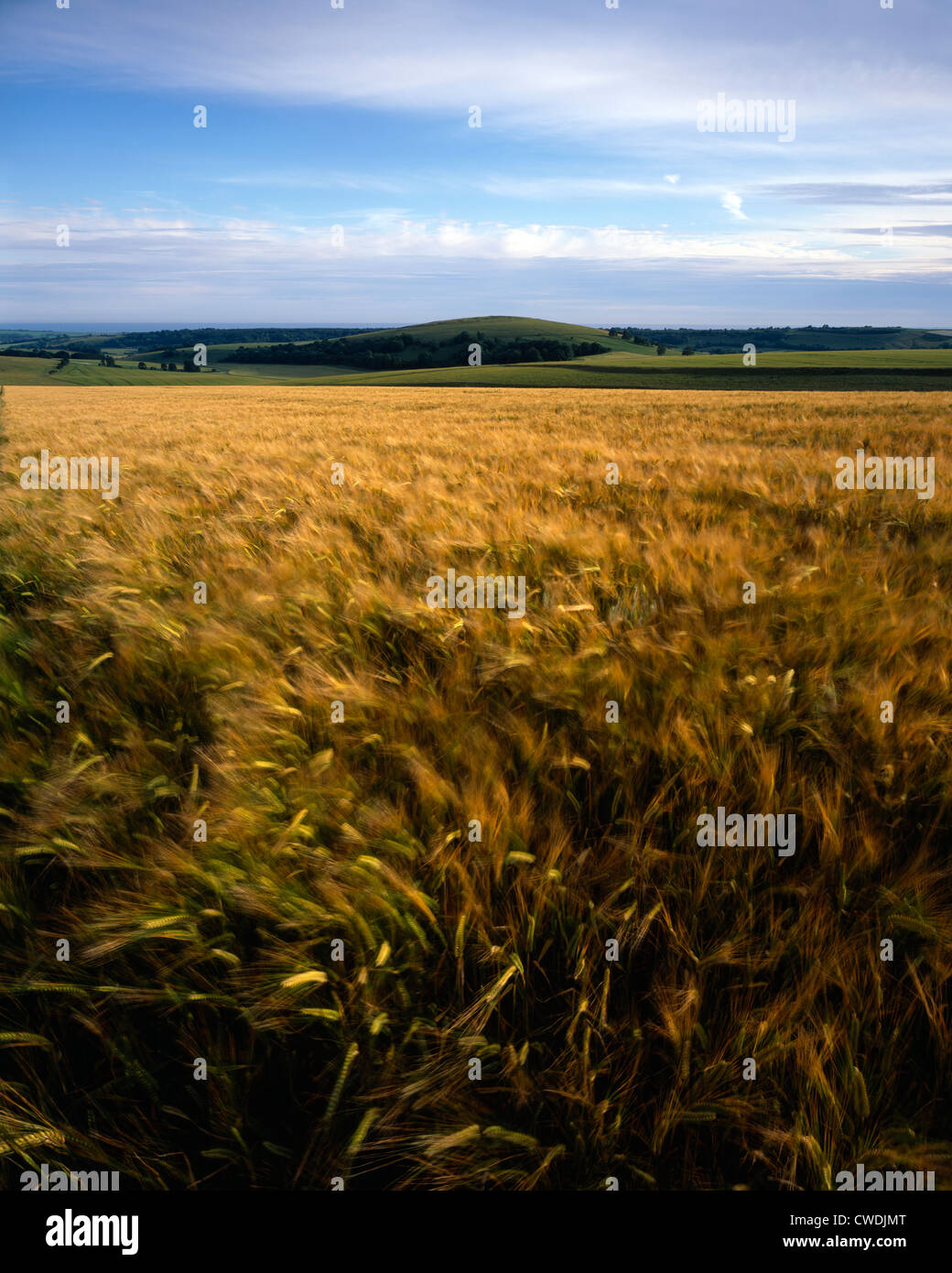 Barley blowing hi-res stock photography and images - Alamy
