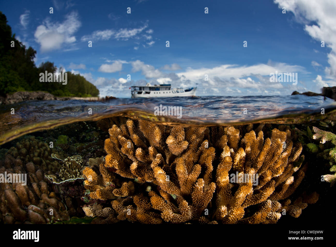 Hard corals, Pocillopora sp., grow just under the waterline where they ...