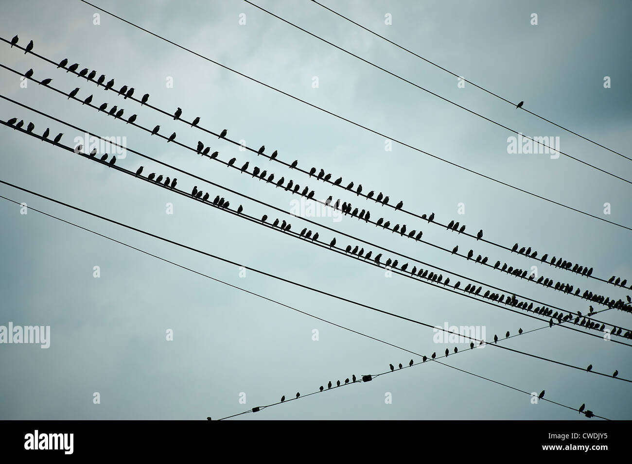 Birds on a wire Stock Photo - Alamy