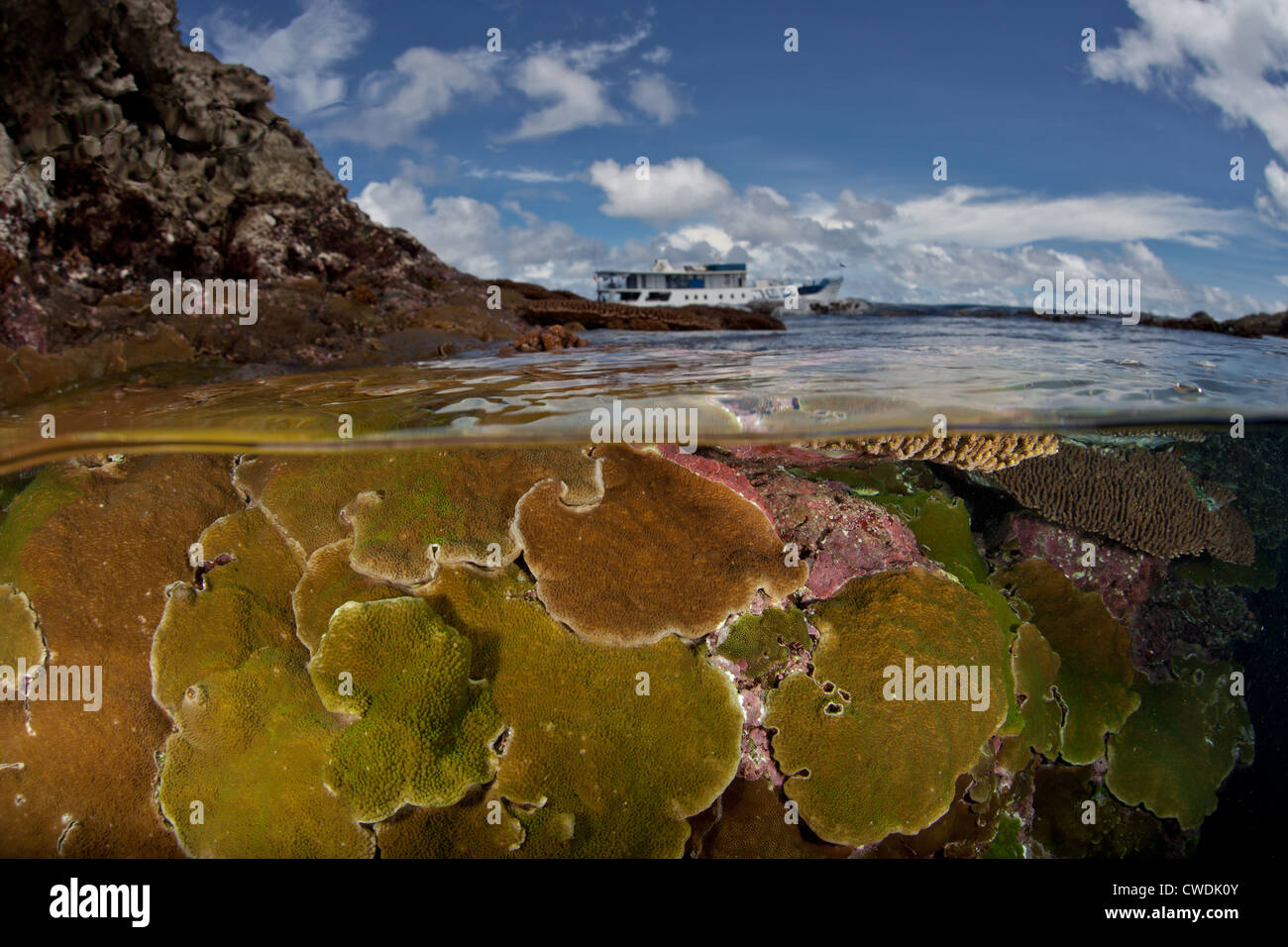 Growing just below the low tide line, hard, encrusting corals ...