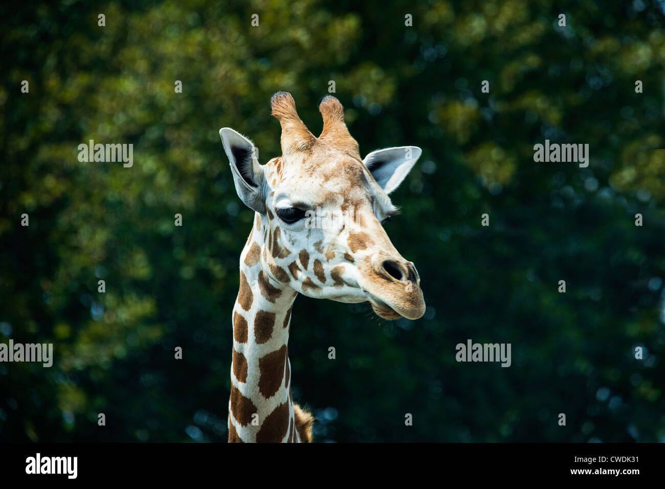 Giraffe portrait hi-res stock photography and images - Alamy