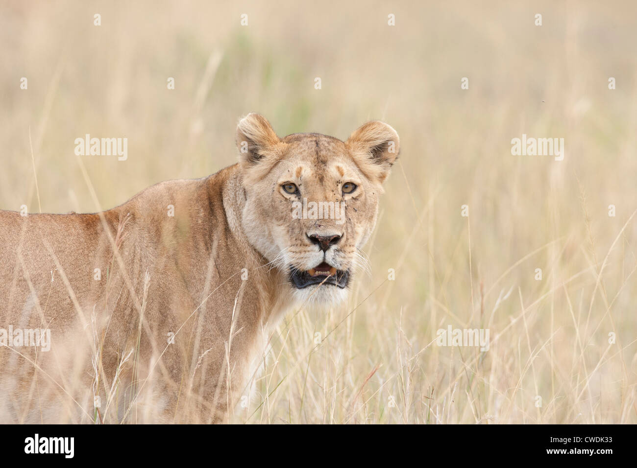 Lioness / lionesses fighting and sparring with each other relaxing and ...