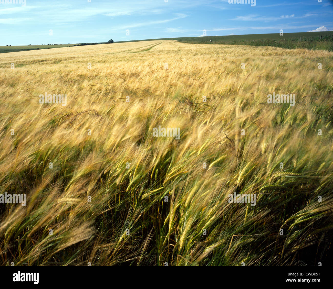 Barley cultivation hi-res stock photography and images - Alamy