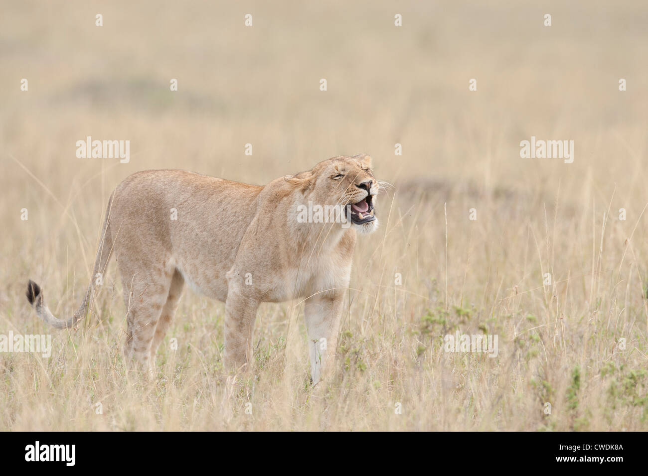 Lioness / lionesses fighting and sparring with each other relaxing and ...