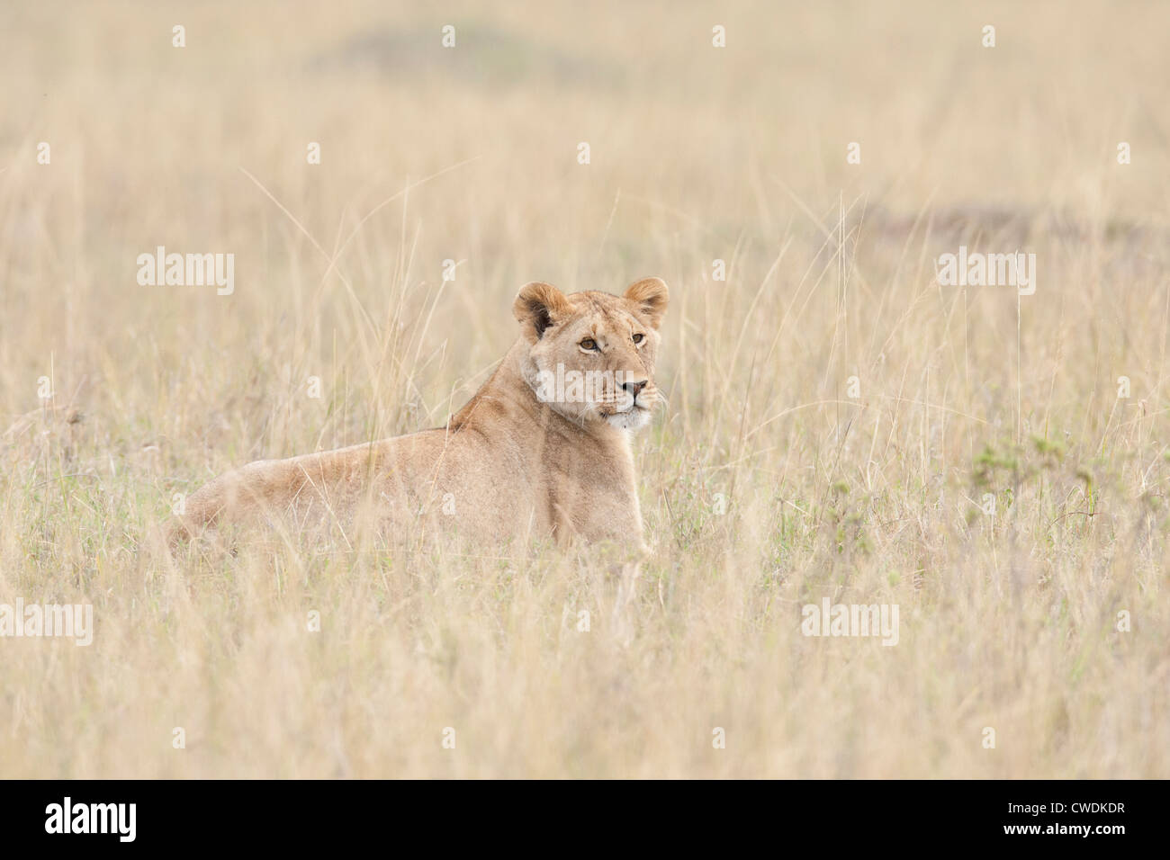 Lioness / lionesses fighting and sparring with each other relaxing and ...