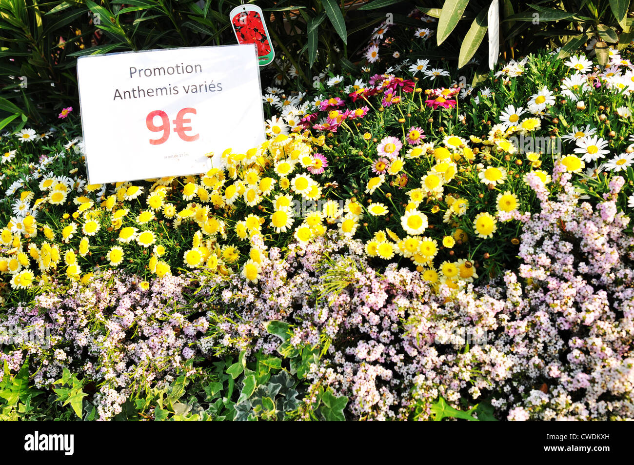 Various flowers for sale at the florist shop Stock Photo - Alamy