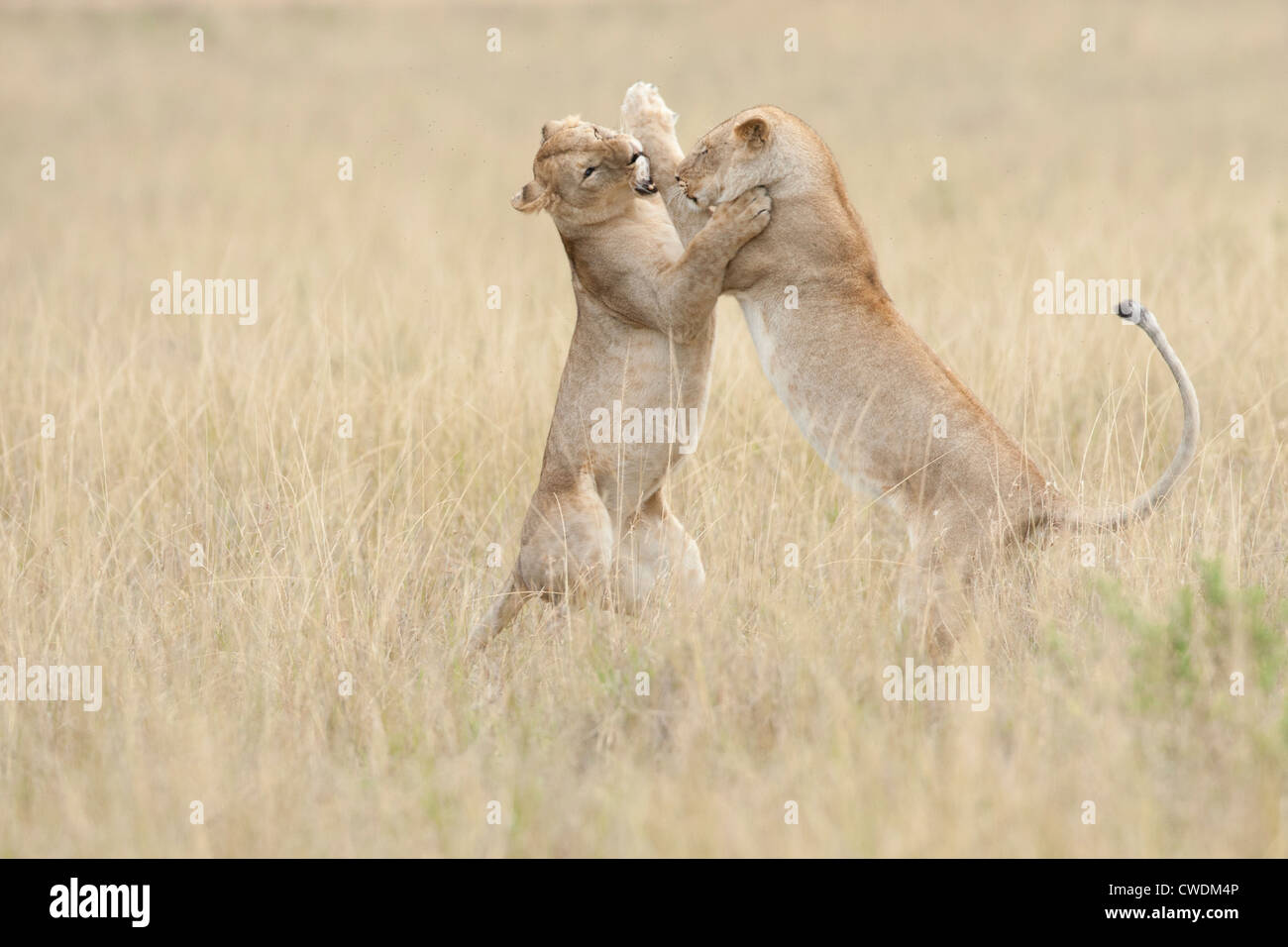 Lioness / lionesses fighting and sparring with each other relaxing and ...