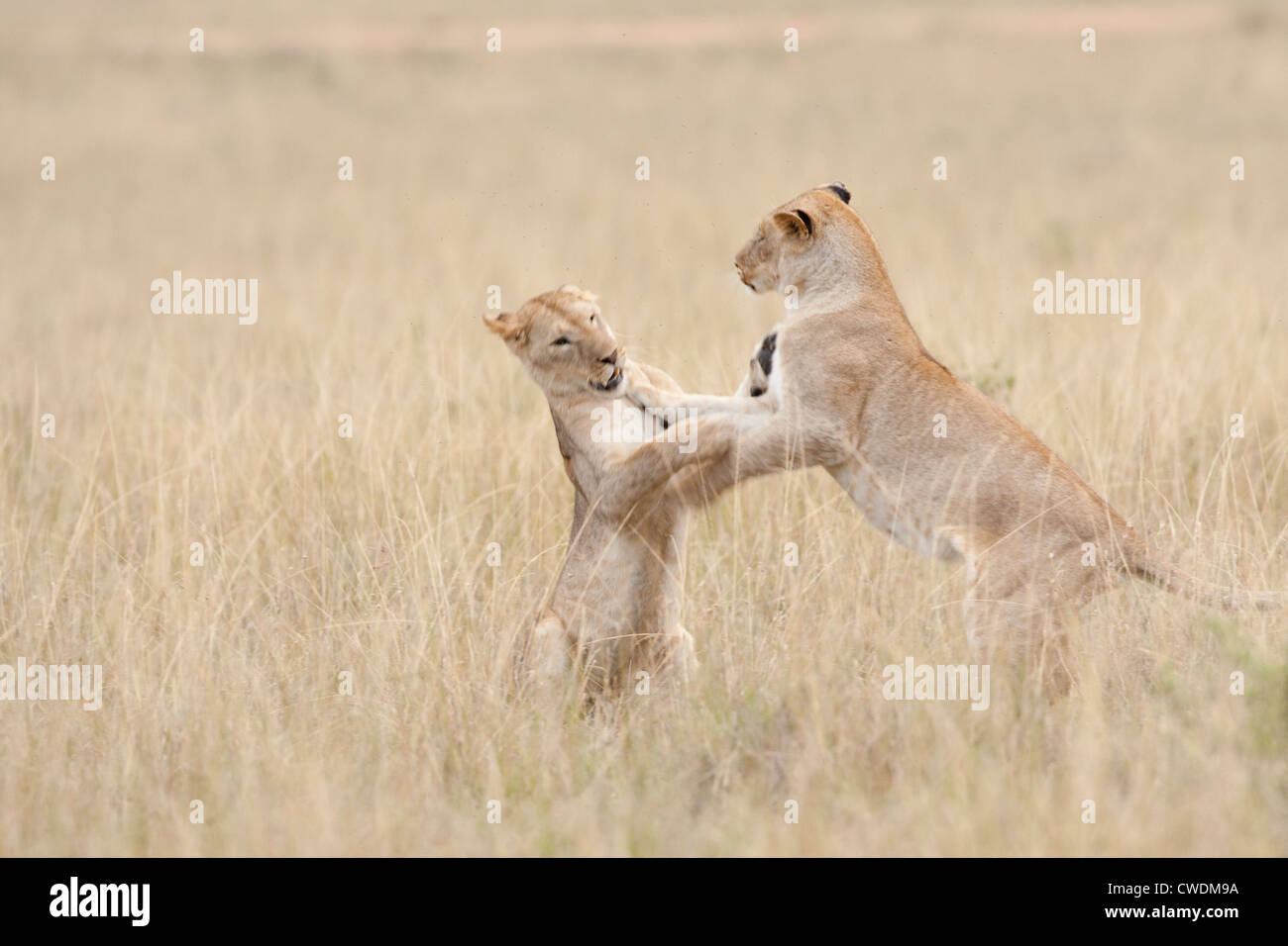 Lioness / lionesses fighting and sparring with each other relaxing and ...