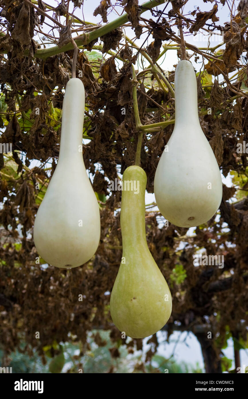 Calabash fruit hi-res stock photography and images - Alamy