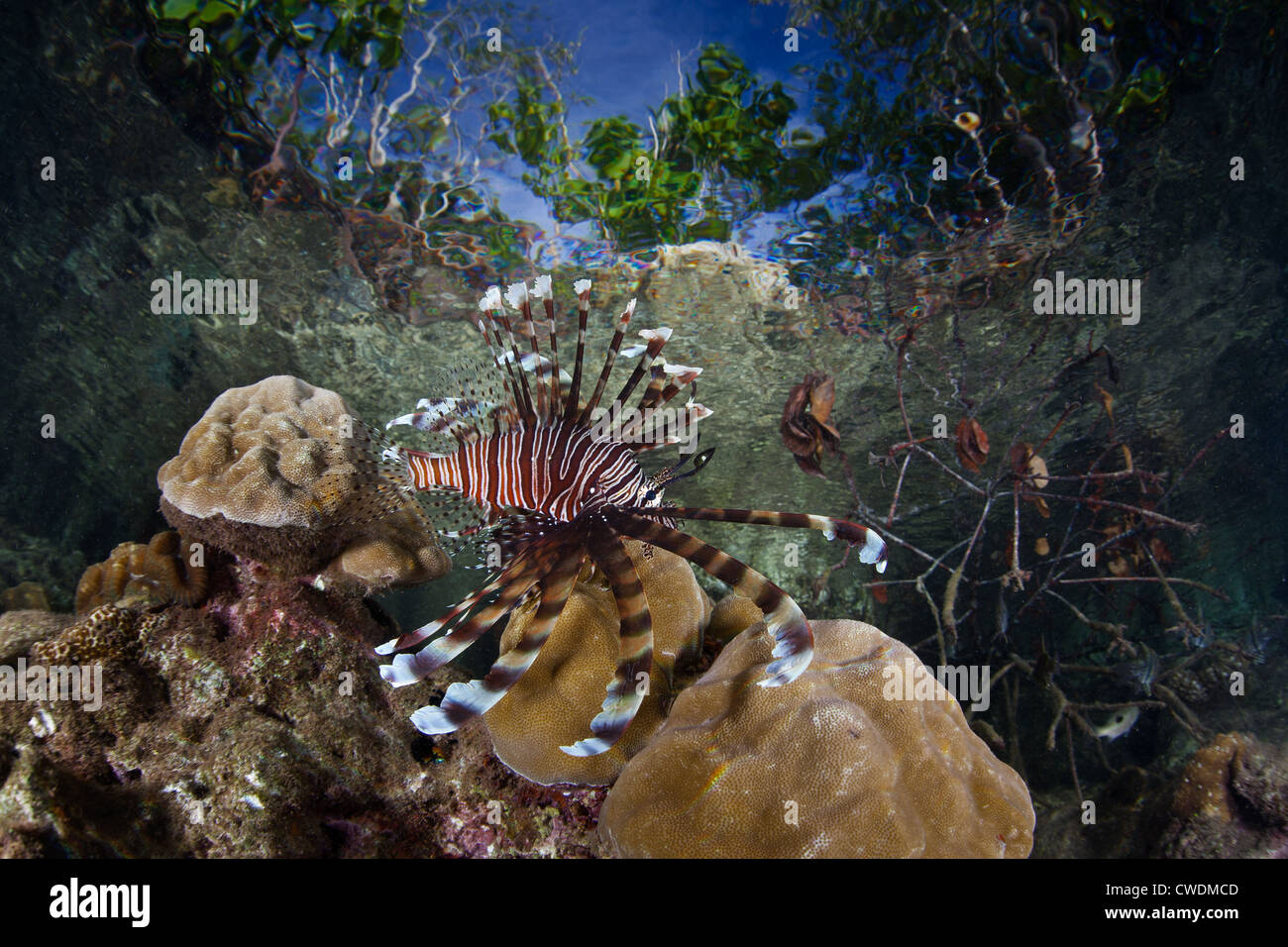 A lionfish, Pterois volitans, spreads its long pectoral fins out as it ...