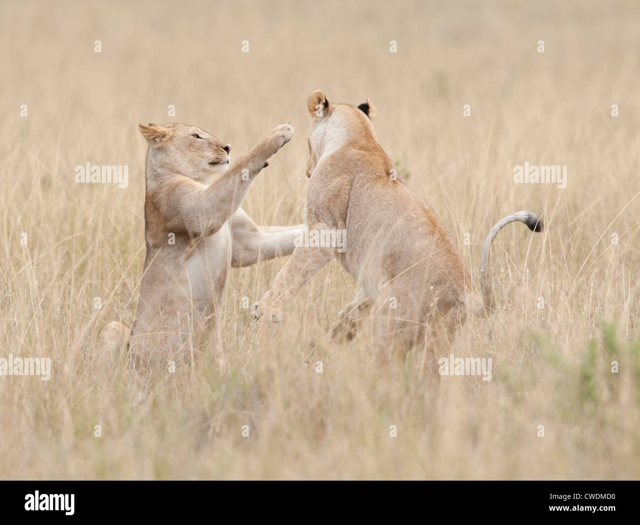 Lioness / lionesses fighting and sparring with each other relaxing and ...