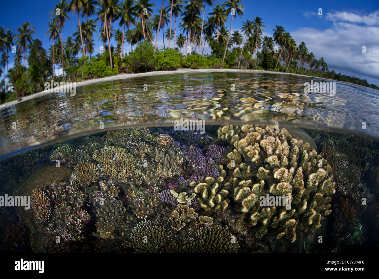 A set of robust reef-building corals grow in the shallows near a white ...