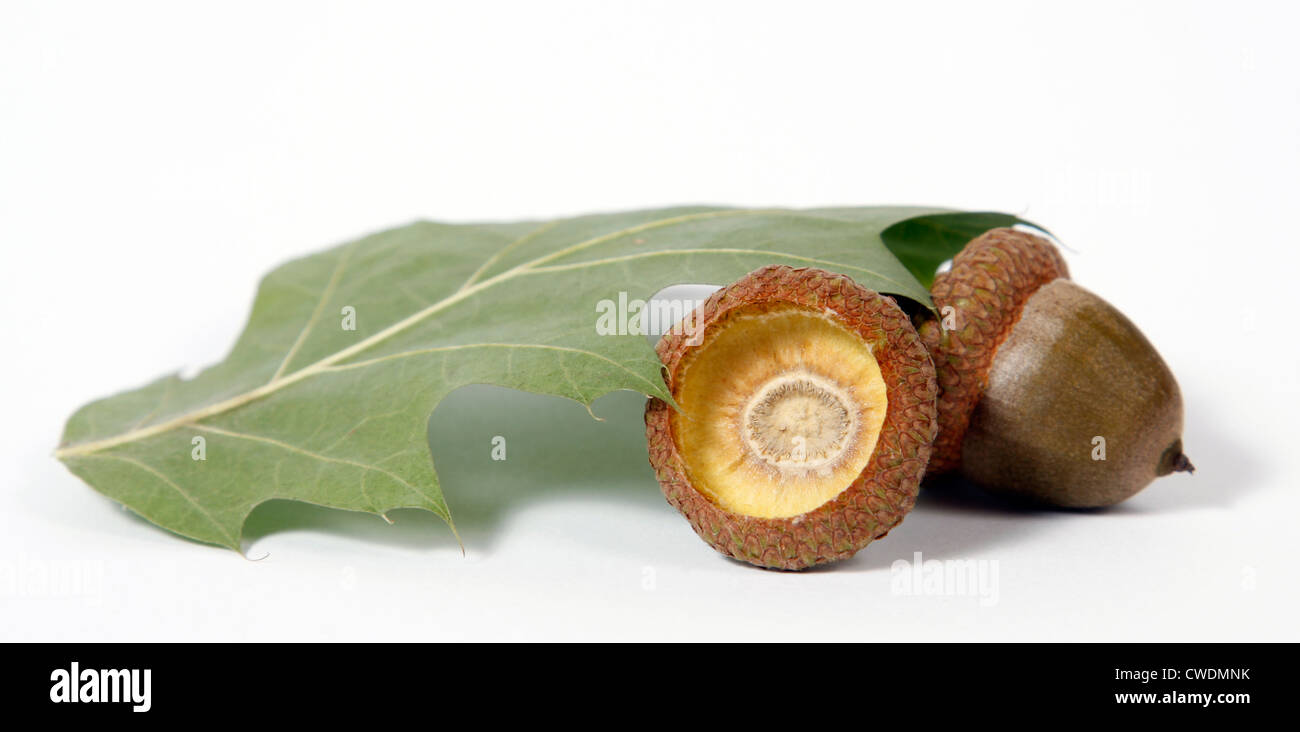 Oaken tree Cut Out Stock Images & Pictures - Alamy