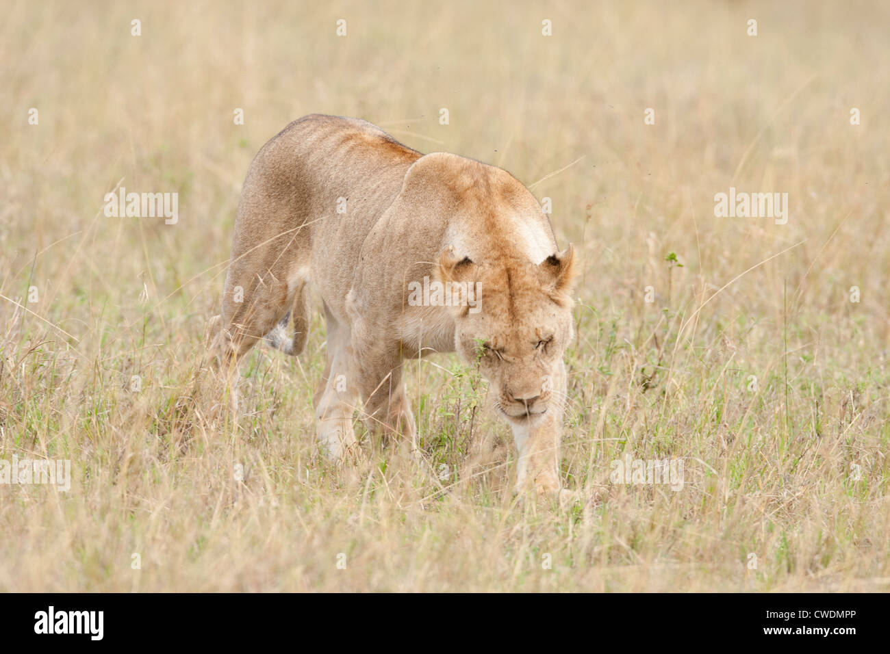Lioness / lionesses fighting and sparring with each other relaxing and ...