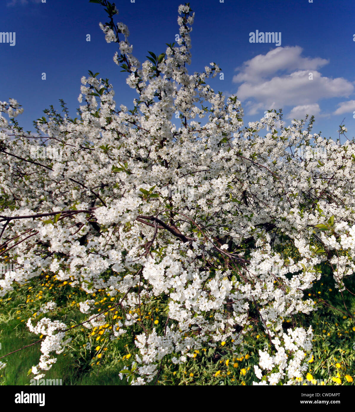 Blooming orchard with spring Stock Photo - Alamy