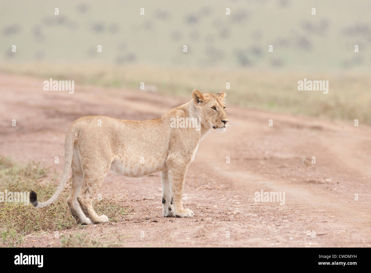 Lioness / lionesses fighting and sparring with each other relaxing and ...