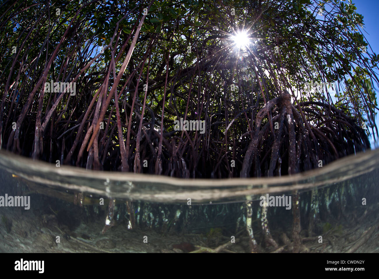 Rhizophora sp mangrove tree hi-res stock photography and images - Alamy