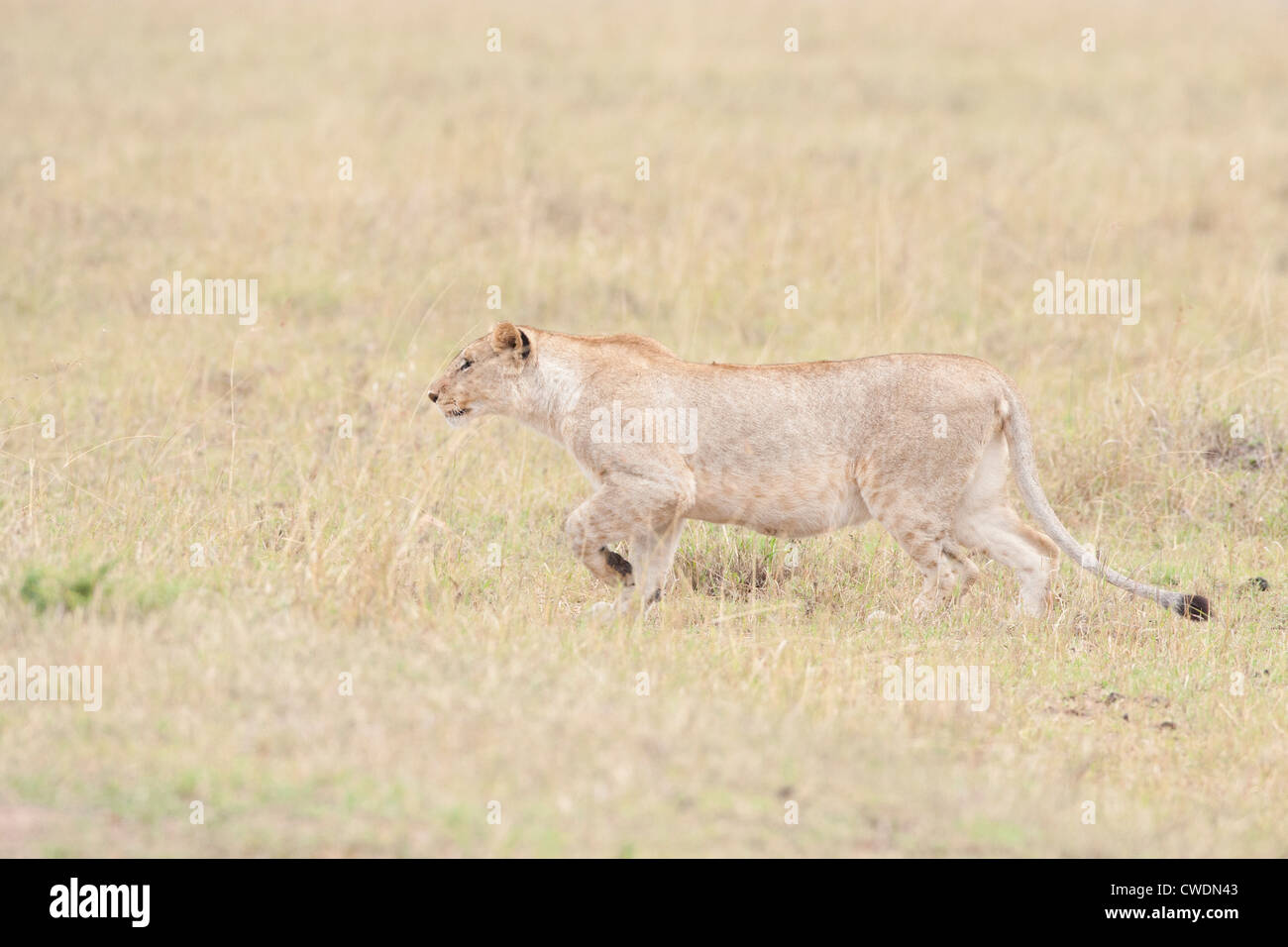 Lioness / lionesses fighting and sparring with each other relaxing and ...