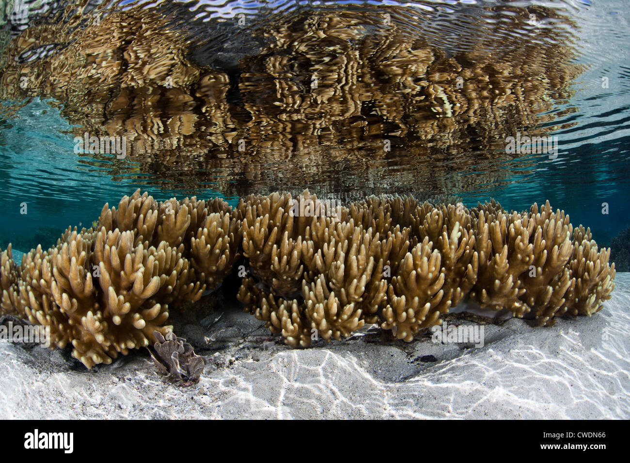 Zooxanthellae coral hi-res stock photography and images - Alamy