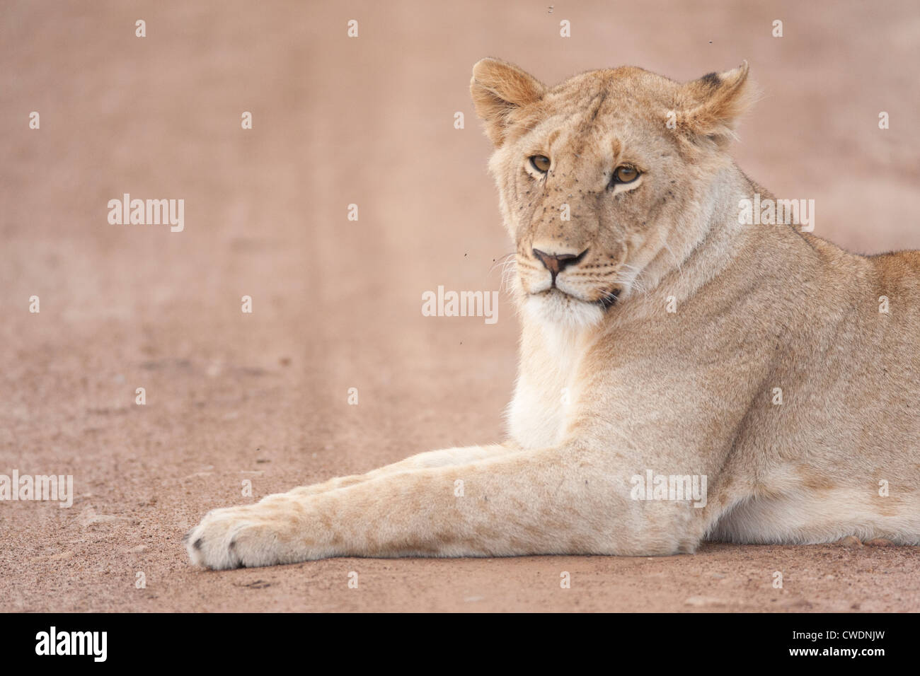 Lioness / lionesses fighting and sparring with each other relaxing and ...