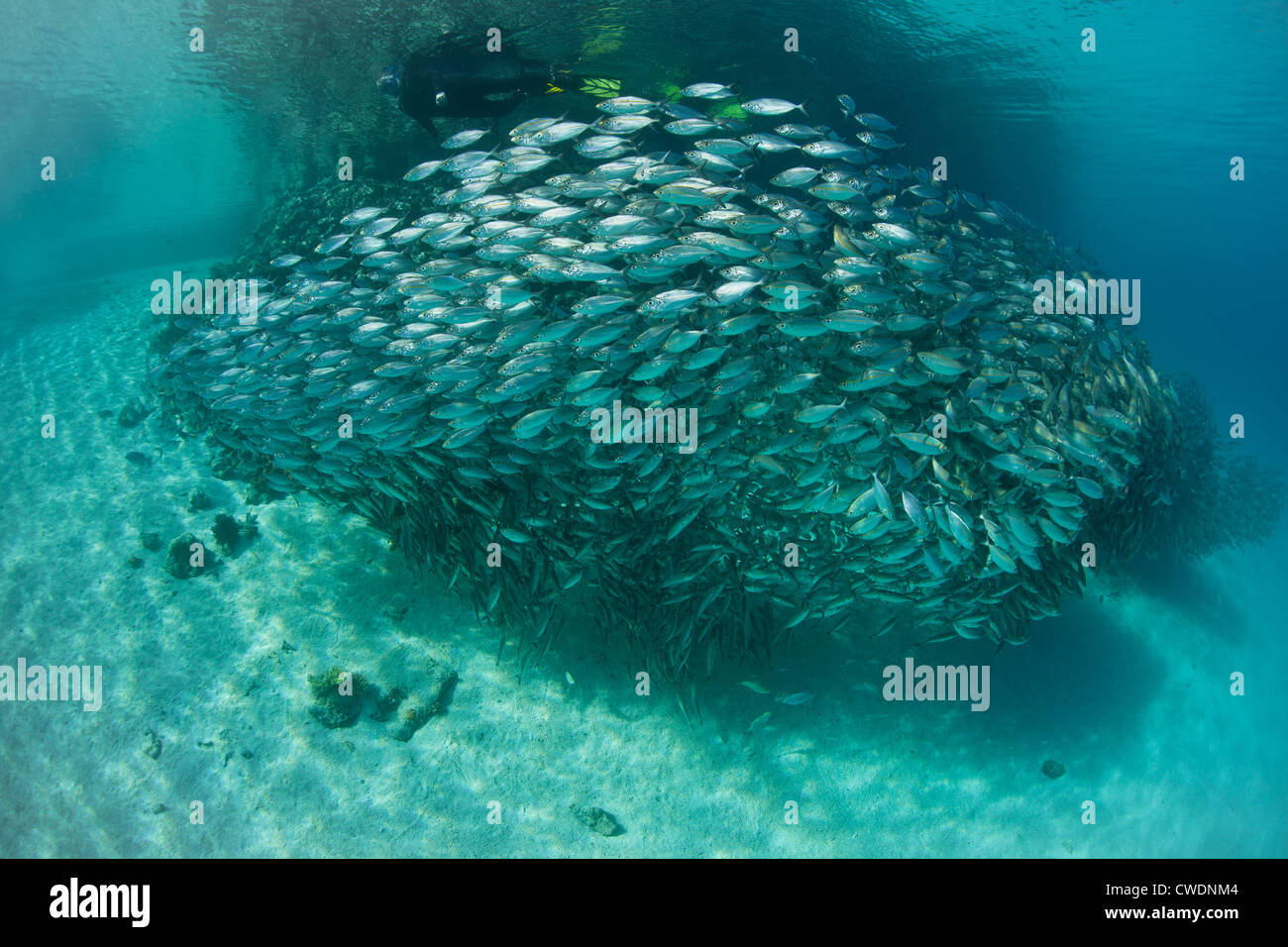 Solomon islands fish hi-res stock photography and images - Alamy