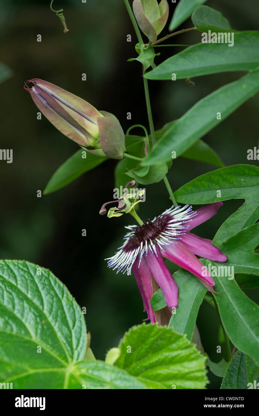 Passiflora violacea . Violet passionflower Stock Photo - Alamy