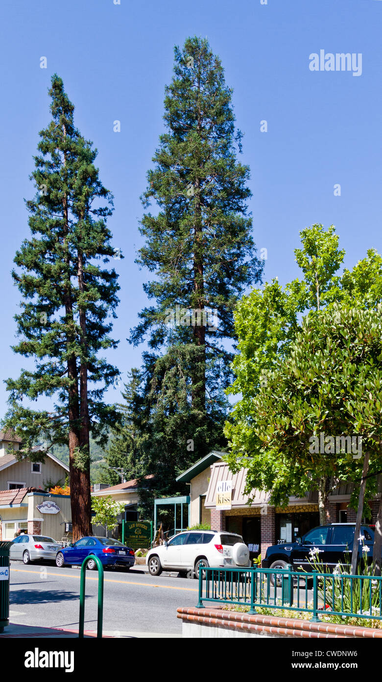 Downtown restful trees hi-res stock photography and images - Alamy