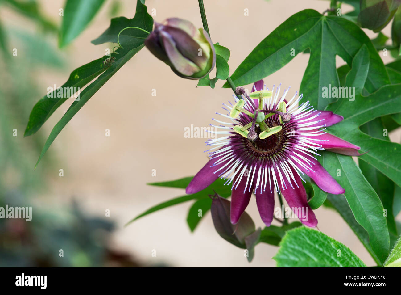 Passiflora violacea . Violet passionflower Stock Photo - Alamy