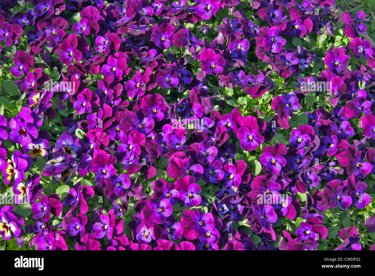 Viola , violet ( violaceae Stock Photo - Alamy