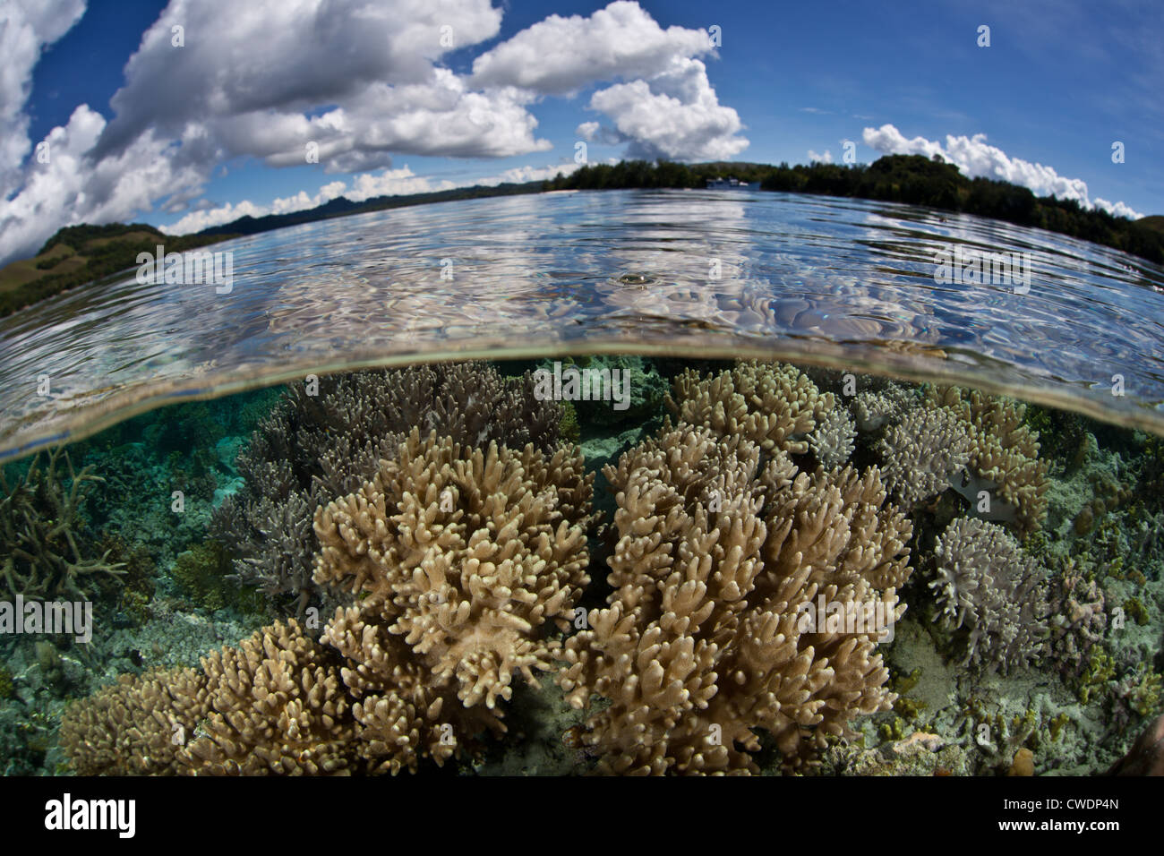 Soft leather corals, Sarcophyton sp., grow in just centimeters of water ...