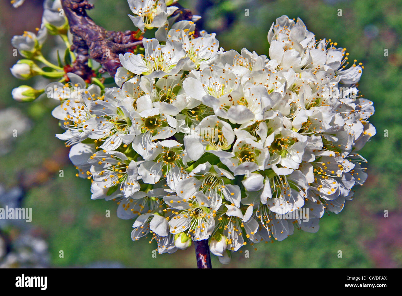 Cherry tree in bloom Stock Photo - Alamy
