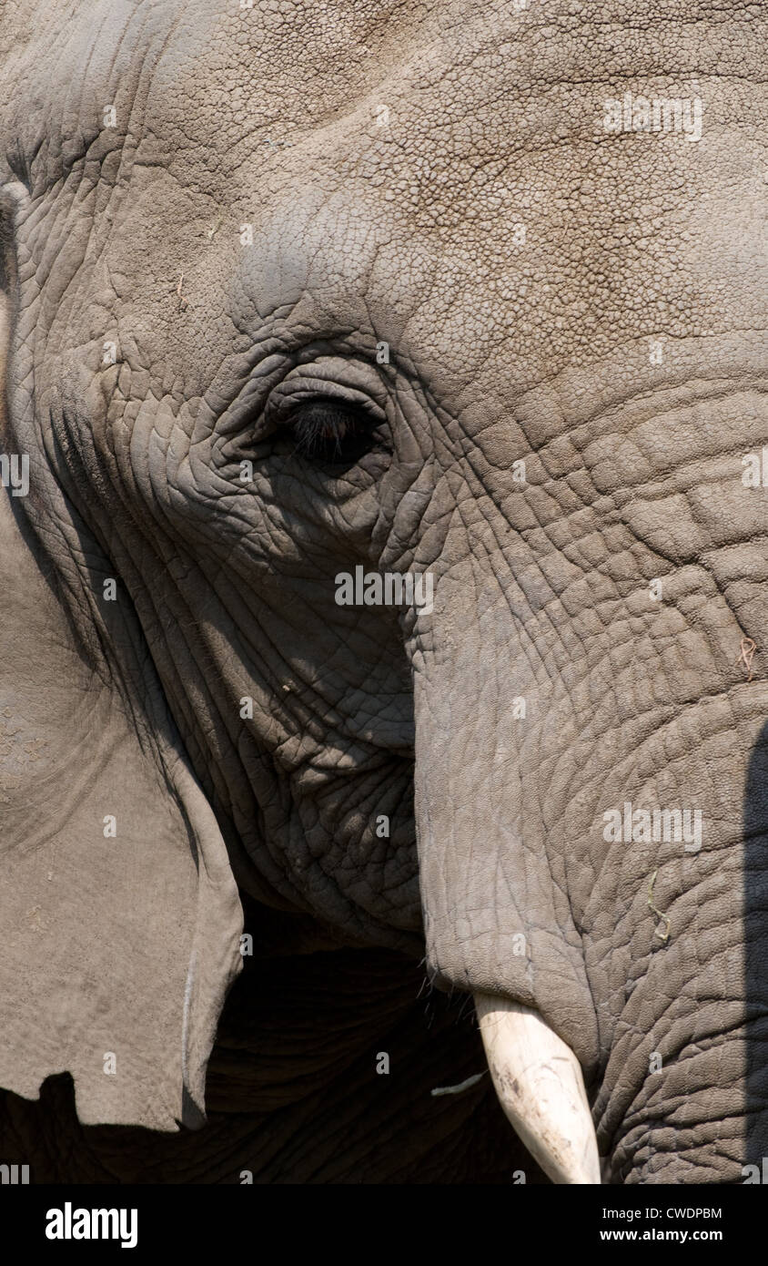 Wrinkled elephant hi-res stock photography and images - Alamy