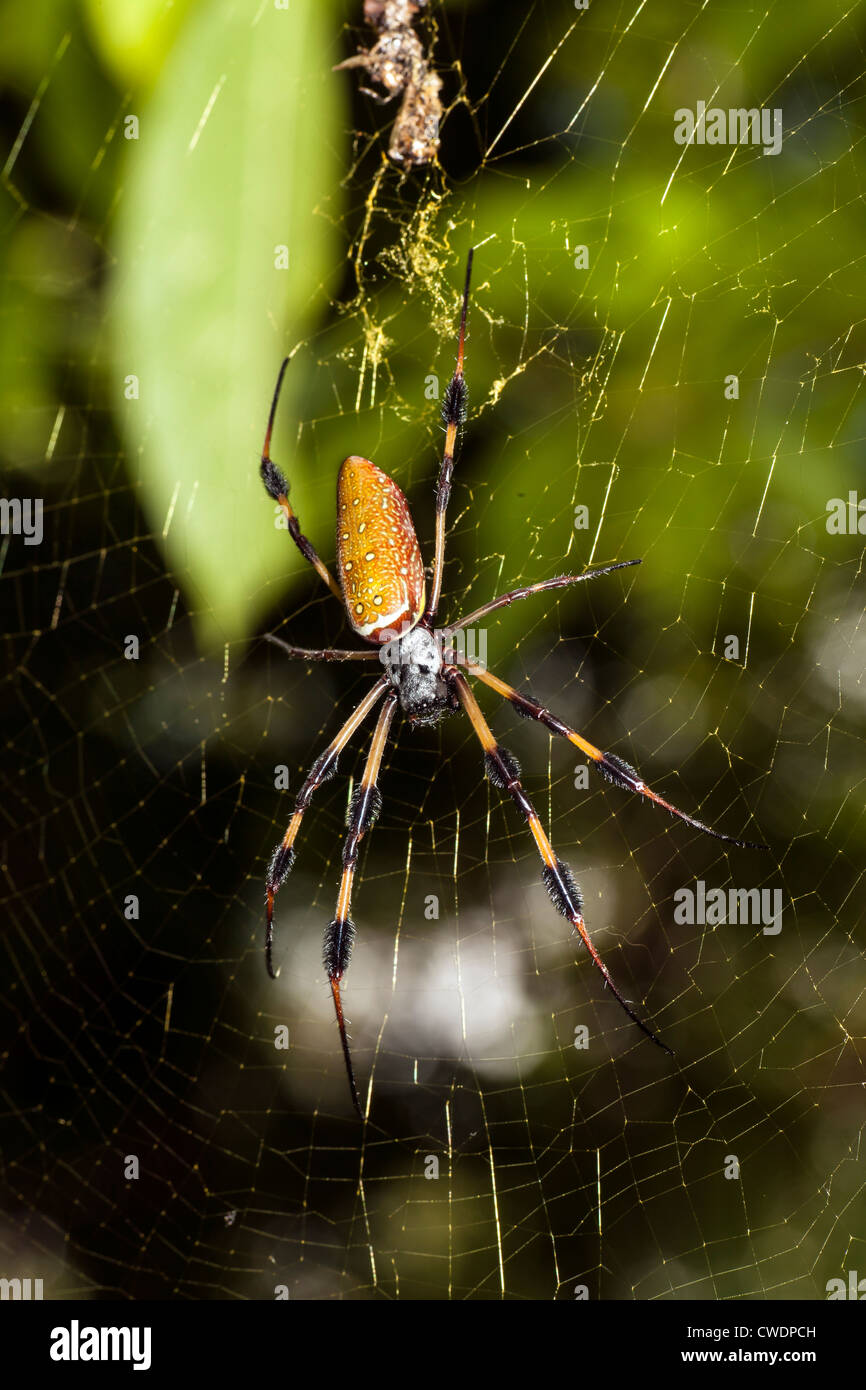 golden silk orb-weavers (genus Nephila) , giant wood spiders, or banana ...