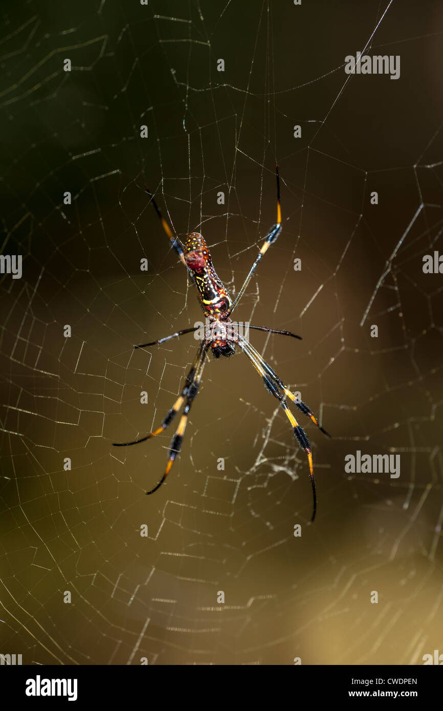 Basilica Orb Weaver: Mecynogea - Family Araneidae in south Florida ...