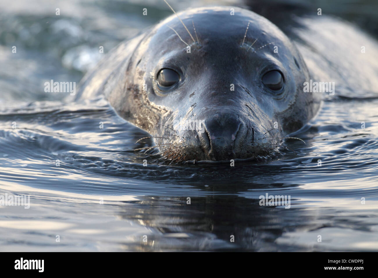 gray seal in the water Stock Photo - Alamy