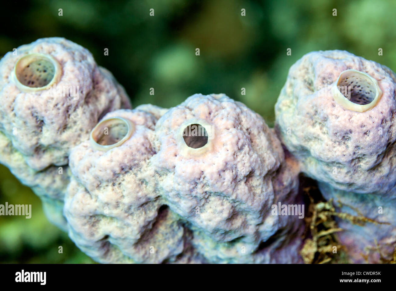 Tube Sponge (Callyspongia vaginalis) in close up on coral reef Stock ...