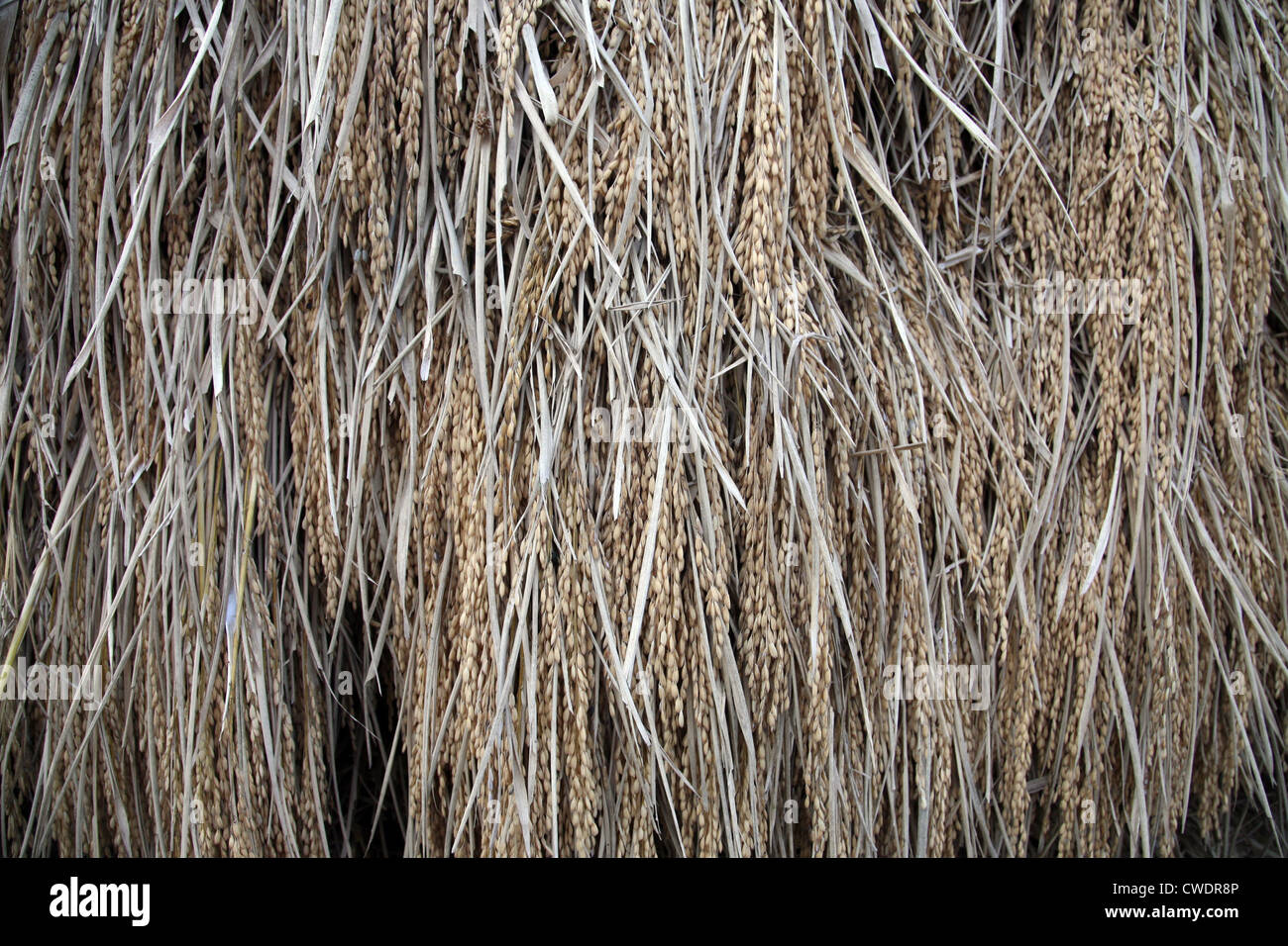 Rice seed drying hi-res stock photography and images - Alamy