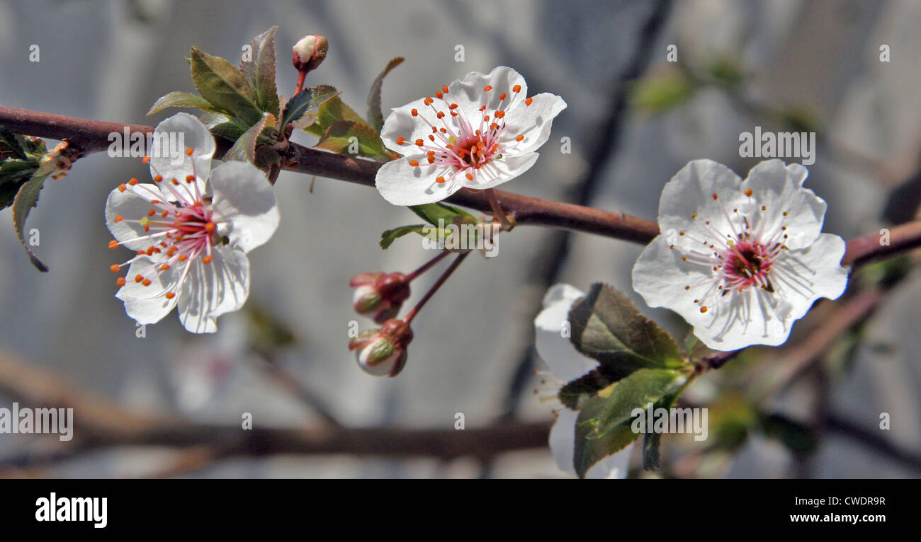 Nectarine flower hi-res stock photography and images - Alamy