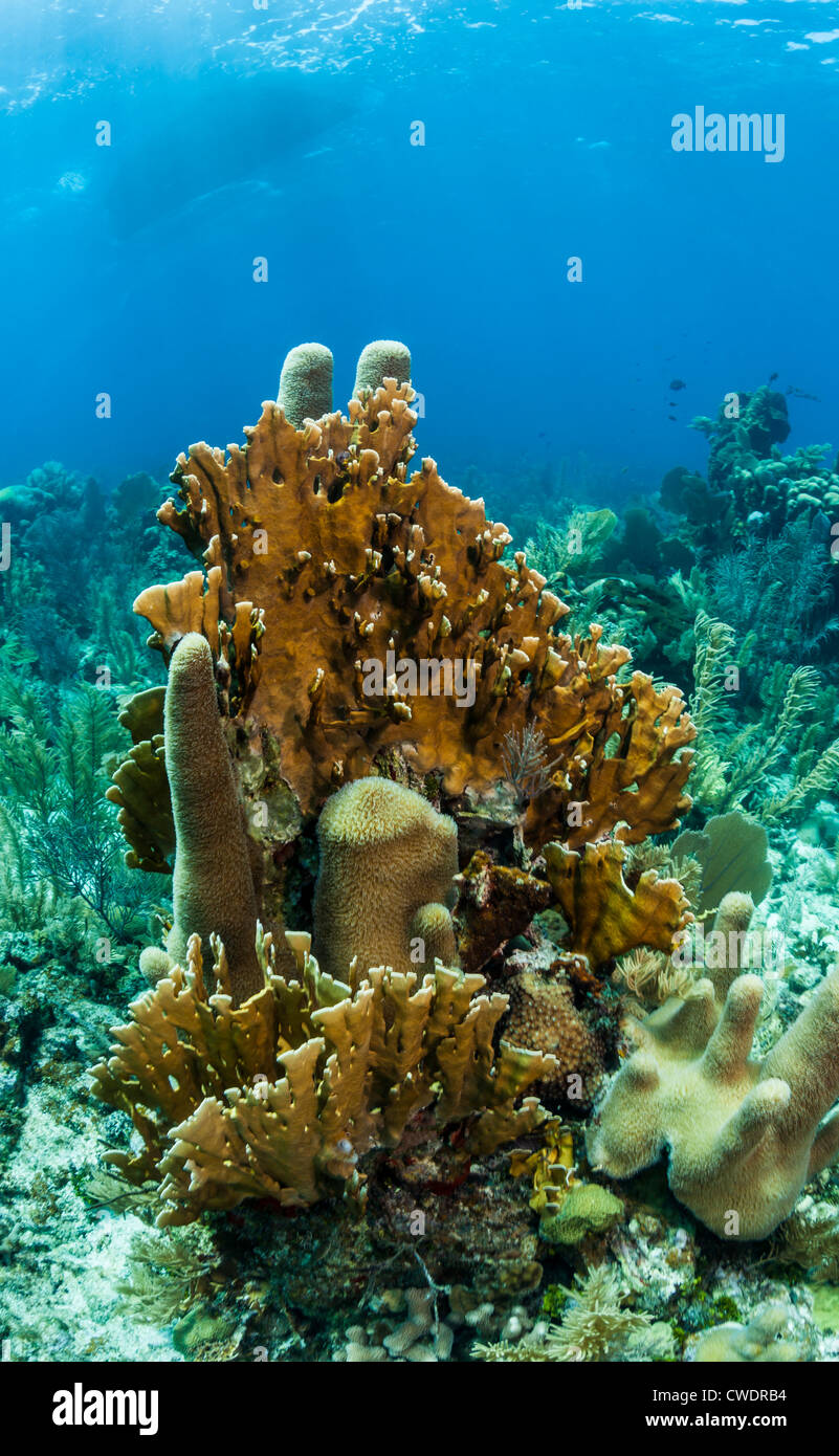 Coral head hi-res stock photography and images - Alamy