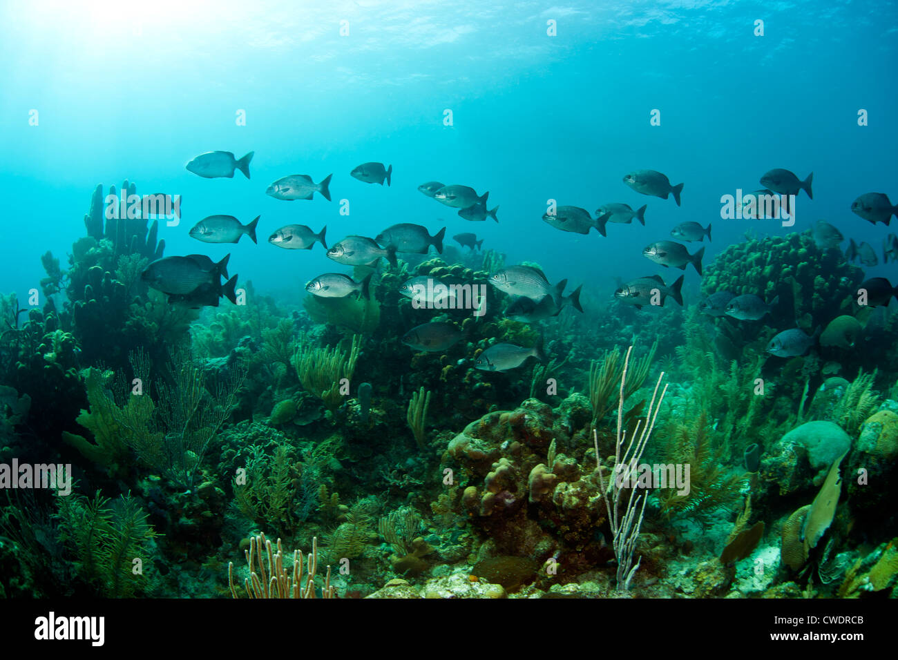 Bermuda fish coral hi-res stock photography and images - Alamy