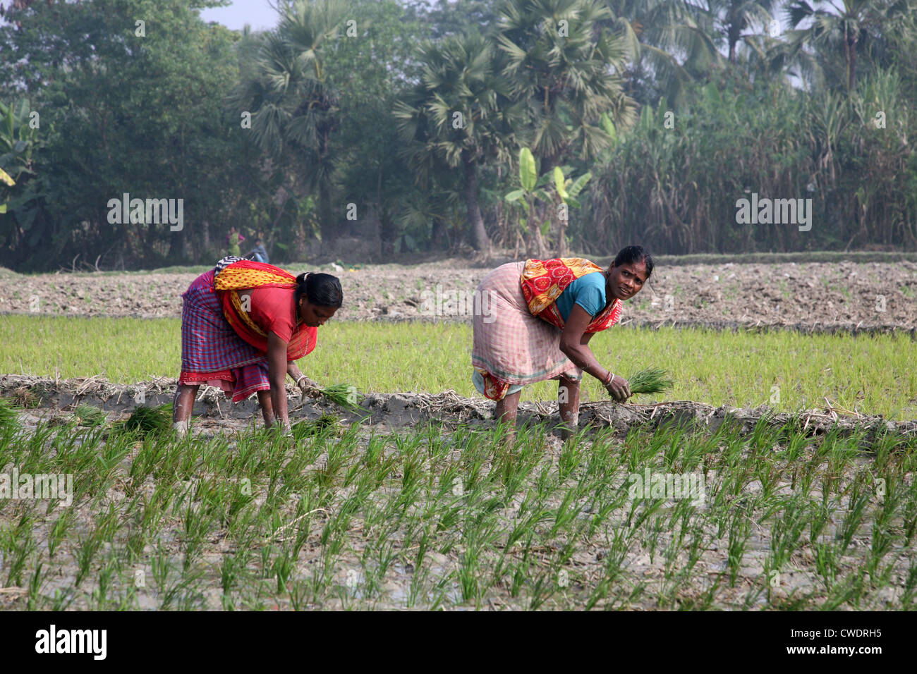 Weeds on plantation hi-res stock photography and images - Alamy
