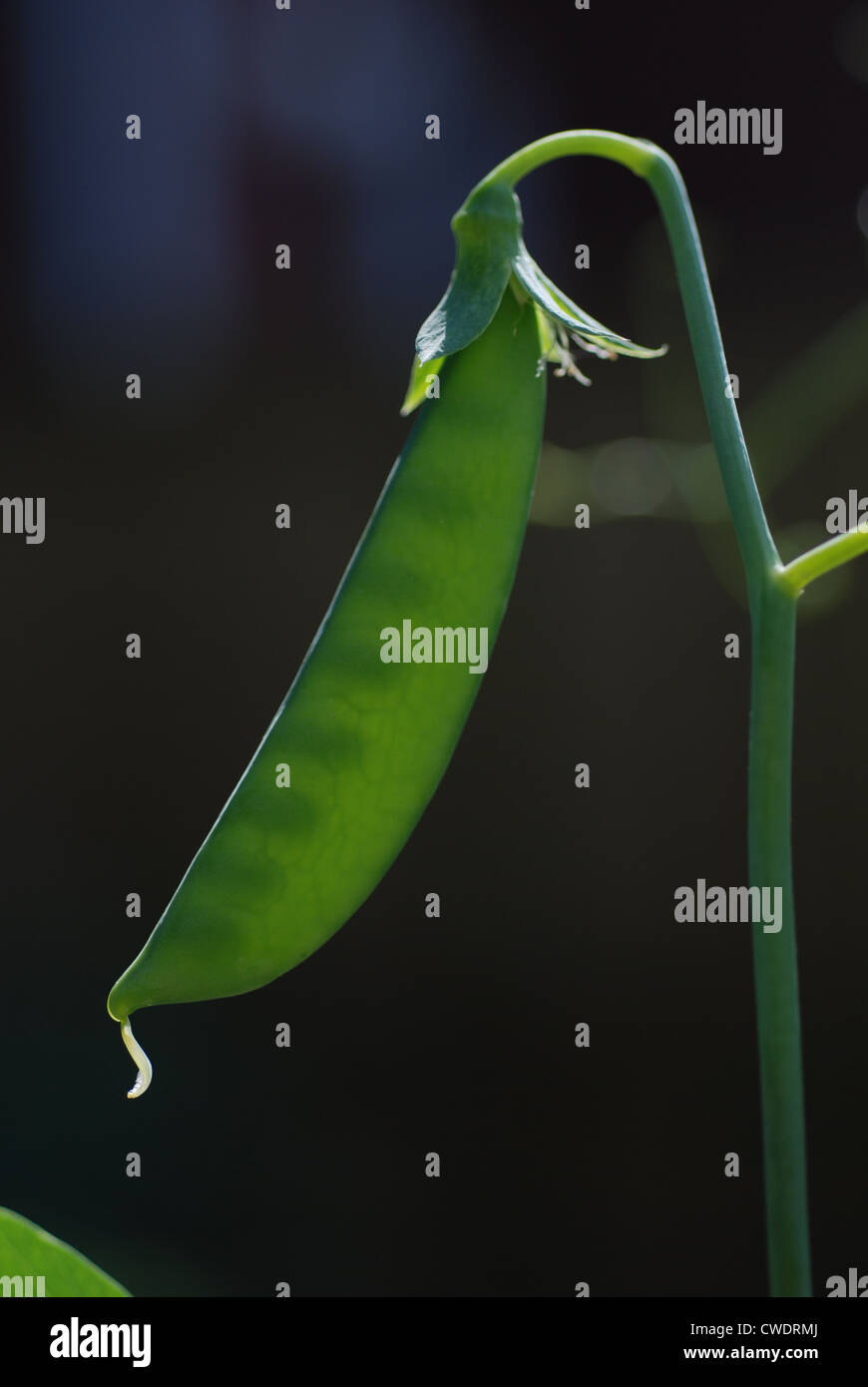 Green pea pod growing hi-res stock photography and images - Alamy