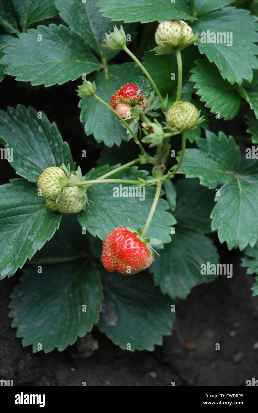 Strawberry plant growing in the garden Stock Photo - Alamy