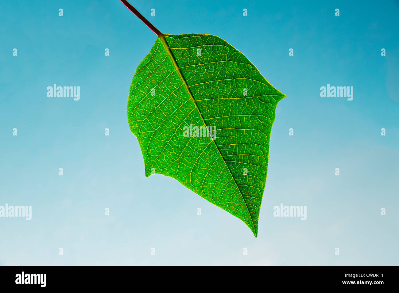 One leave seems like drawed on blue sky Stock Photo - Alamy