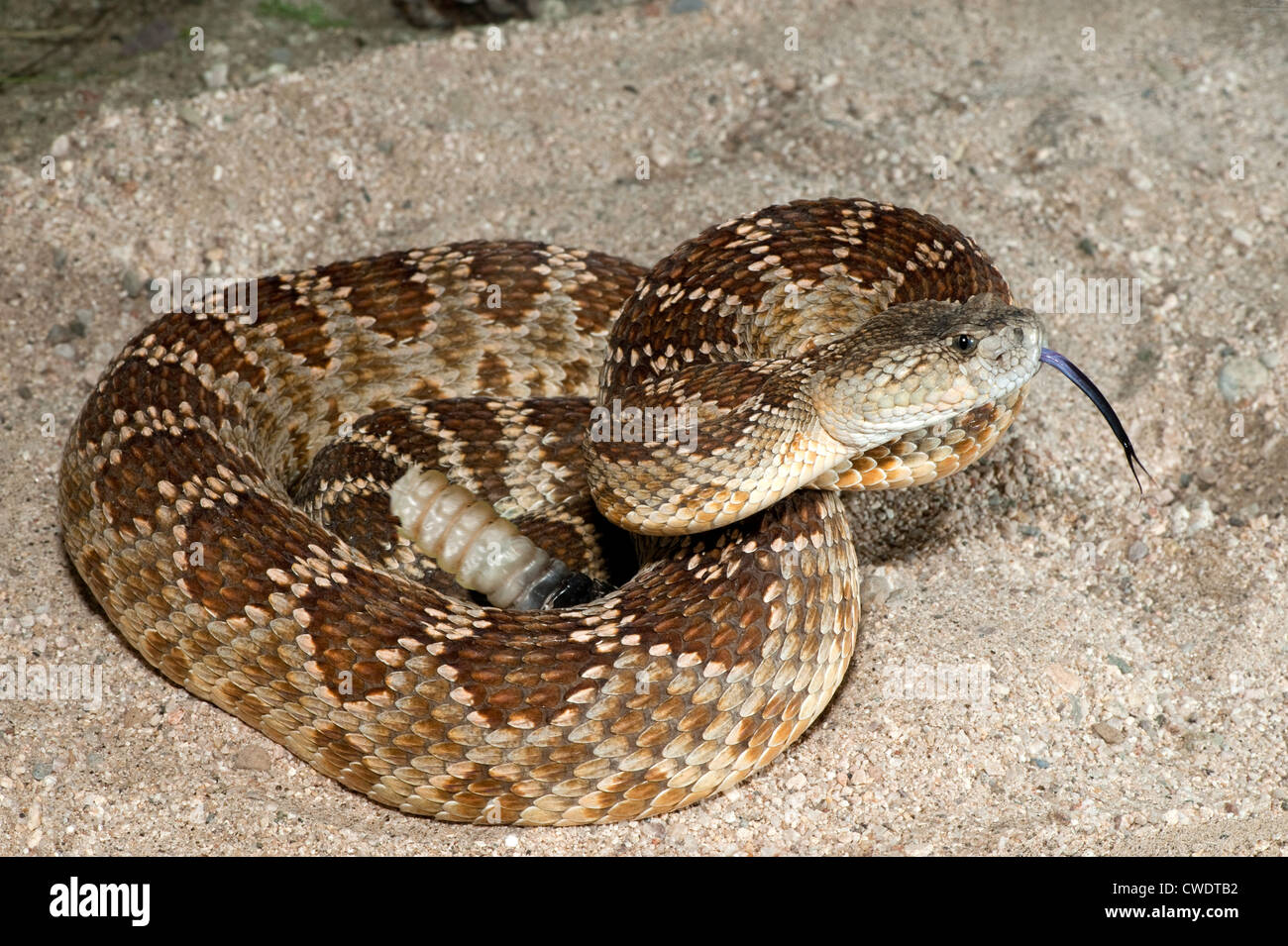 Western Rattlesnake Crotalus oreganus helleri Lake Isabella, California ...