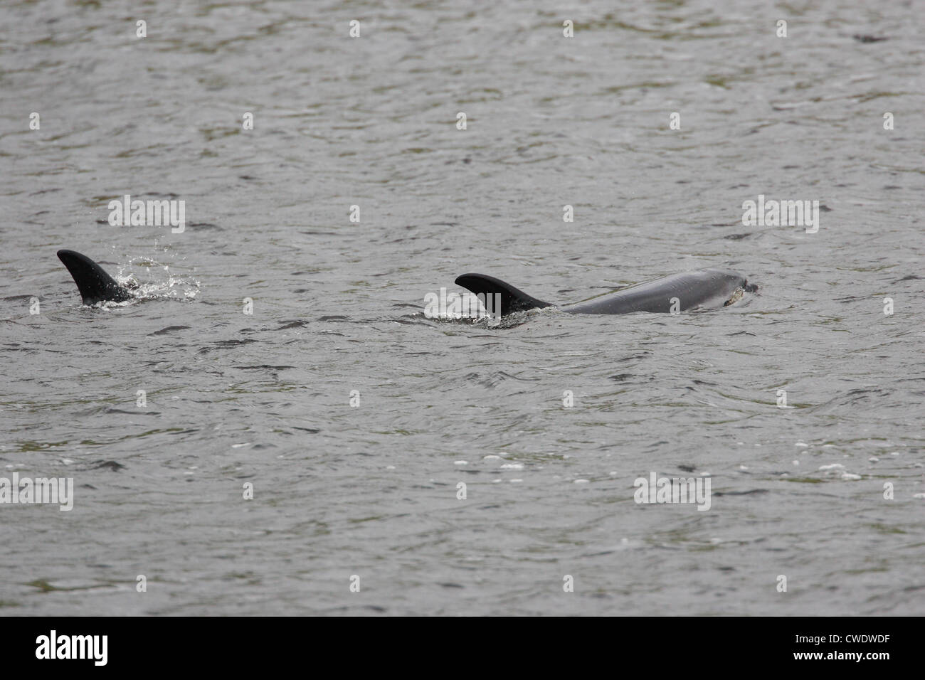Atlantic White-sided Dolphins Lagenorhynchus acutus Shetland Scotland ...