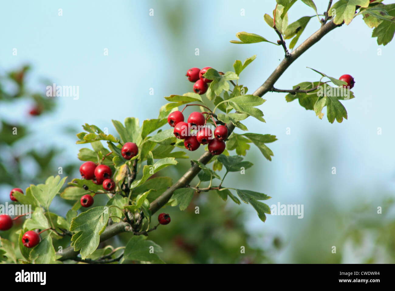 Hawthorn Berries. Ripe Hawthorn berries on tree with fruit and leaves ...