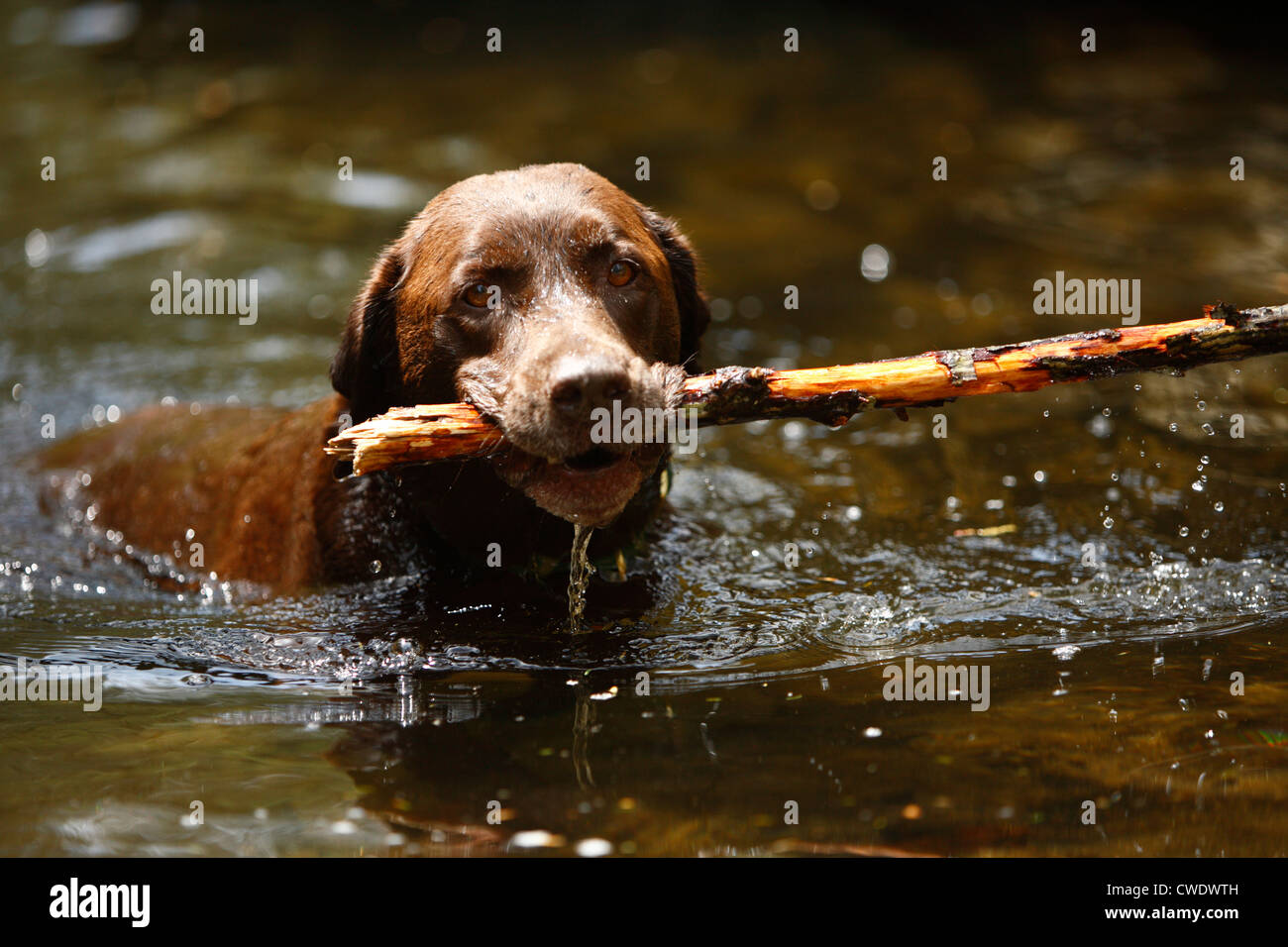 Chocolate Lab Puppies Swimming